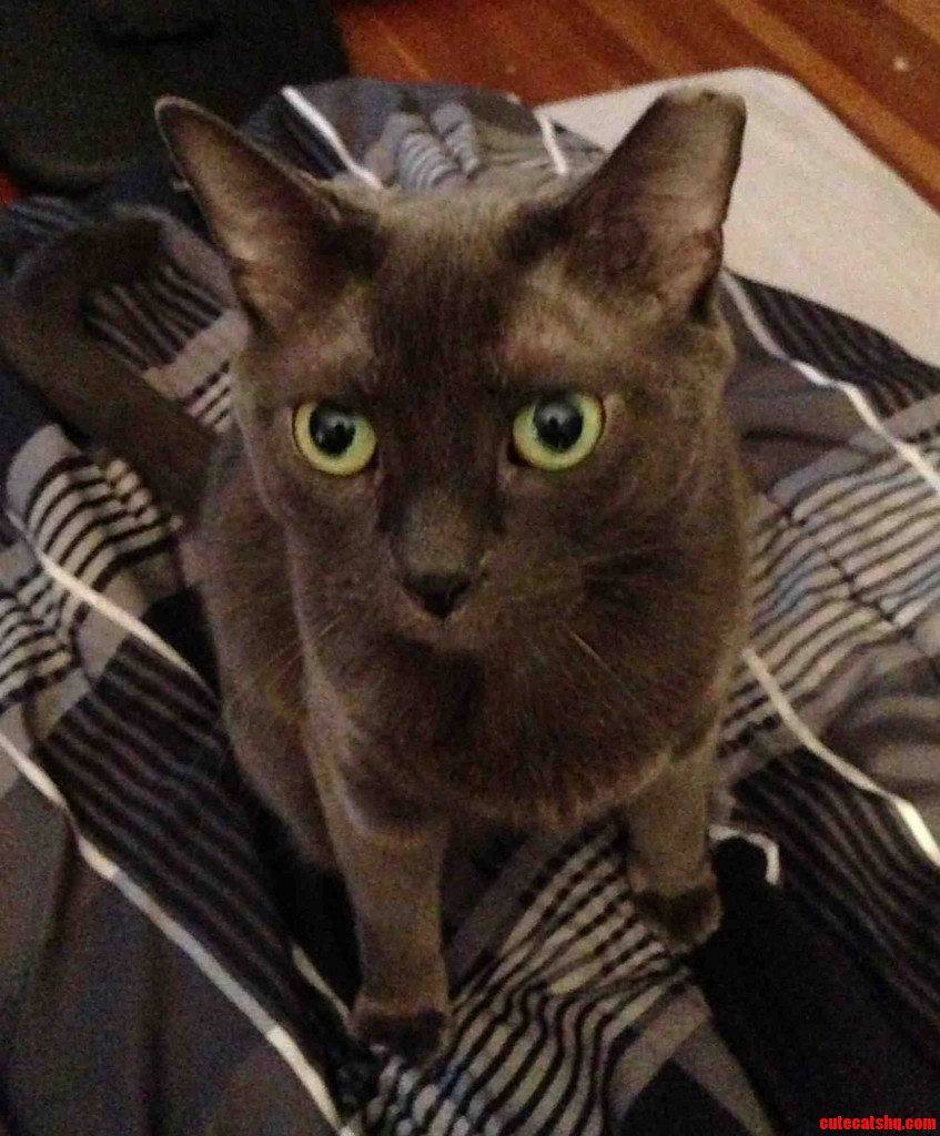 Meet Rosie The Begging Cat | Cute cats HQ - Pictures of cute cats and ...