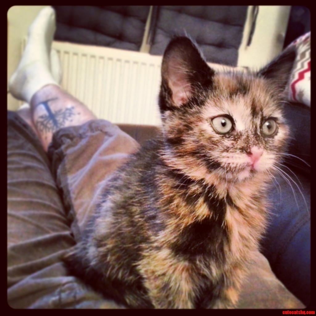 My Derpy Cat Frodo | Cute cats HQ - Pictures of cute cats and kittens ...