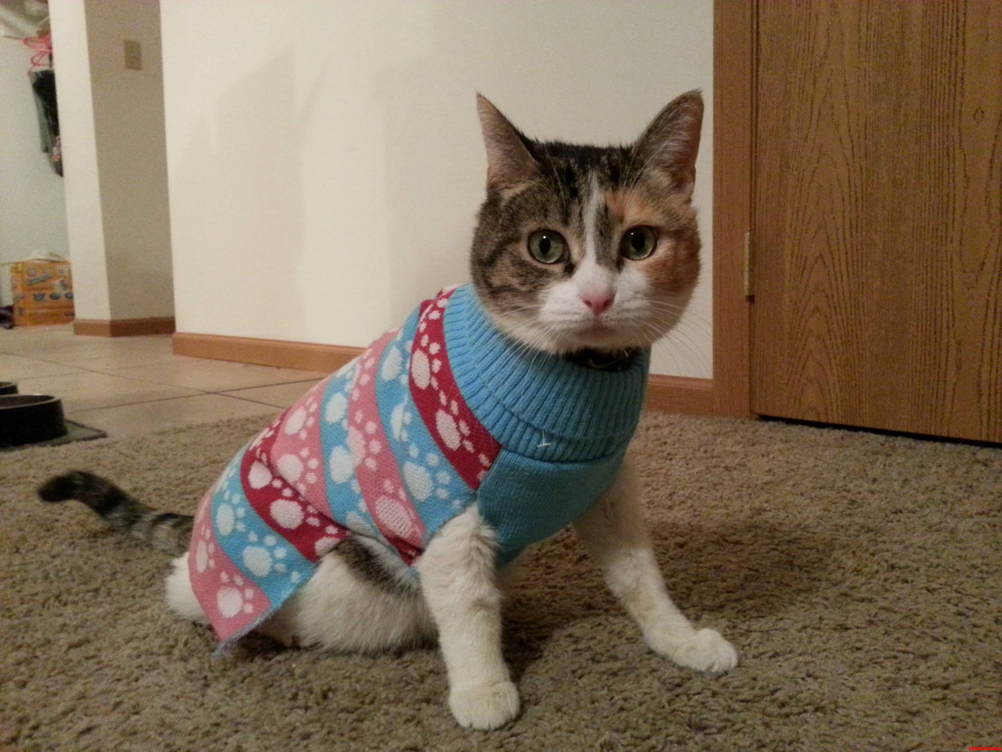 Shelbys Ready For The Ugly Christmas Sweater Party Cute Cats HQ 