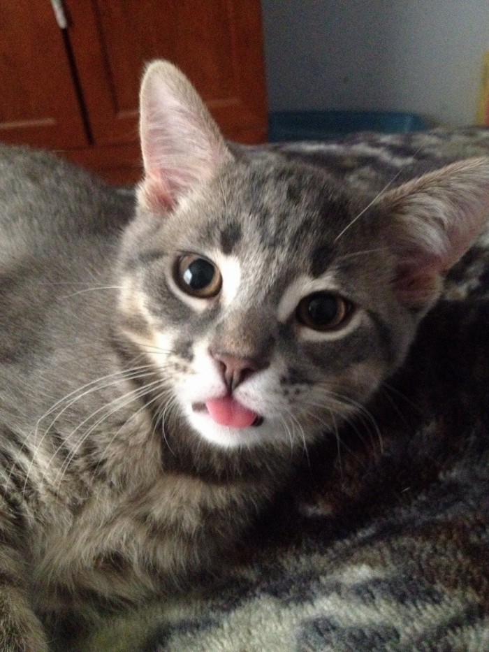 Lunch time. | Cute cats HQ - Pictures of cute cats and kittens Free ...