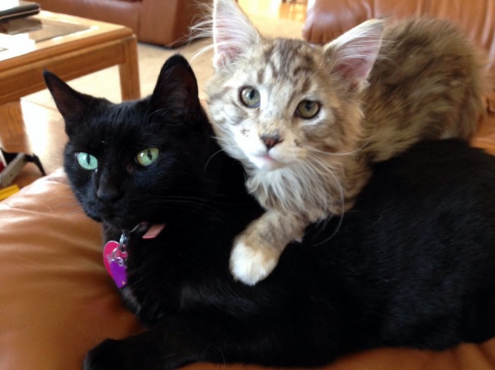 Meet Luke Skywalker | Cute cats HQ - Pictures of cute cats and kittens ...