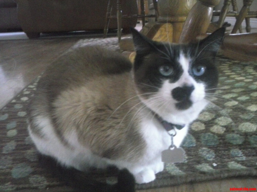 My majestic cat | Cute cats HQ - Pictures of cute cats and kittens Free ...