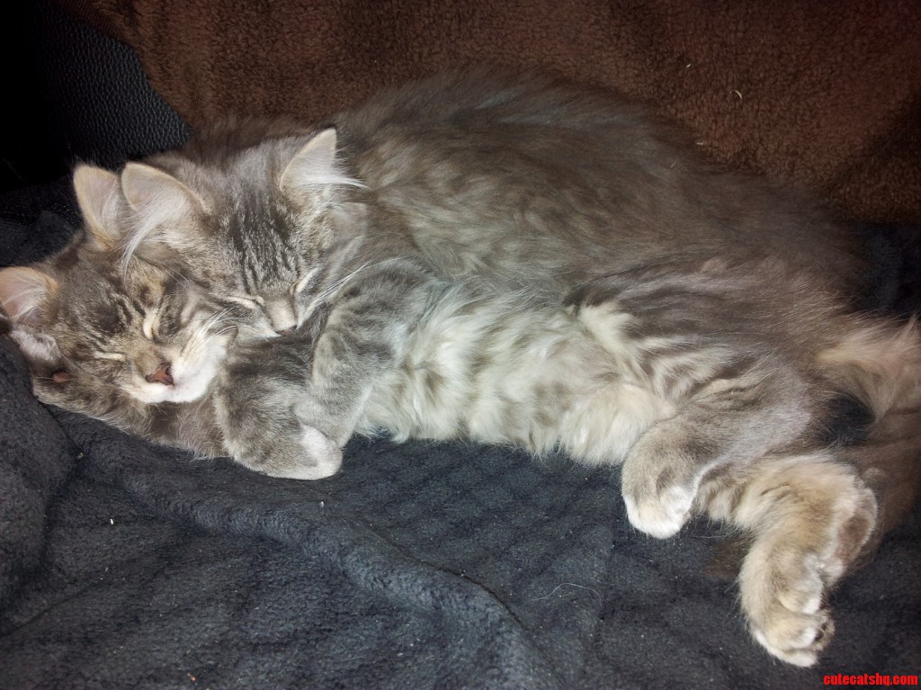 Call Me King Kitten | Cute cats HQ - Pictures of cute cats and kittens ...