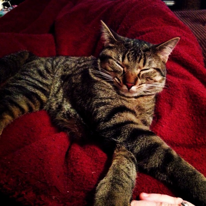 Meet Wylie And Tanner | Cute cats HQ - Pictures of cute cats and ...