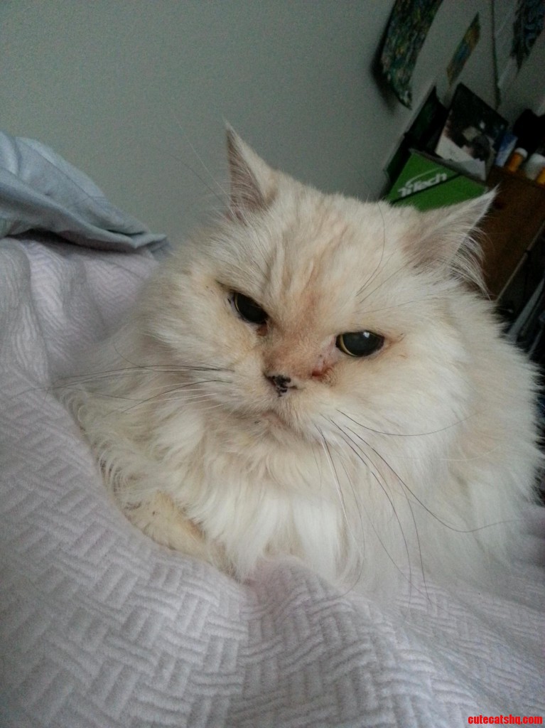 Small Cat Big World | Cute cats HQ - Pictures of cute cats and kittens ...