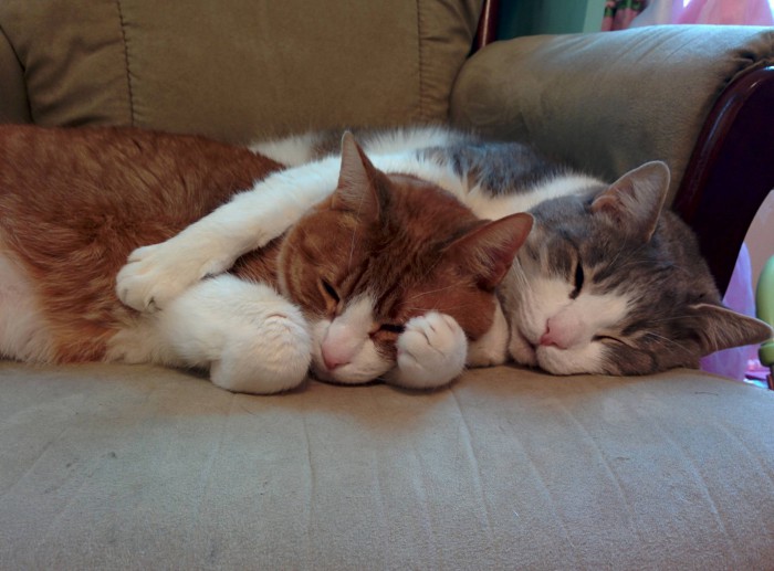 Had a rough night | Cute cats HQ - Pictures of cute cats and kittens ...