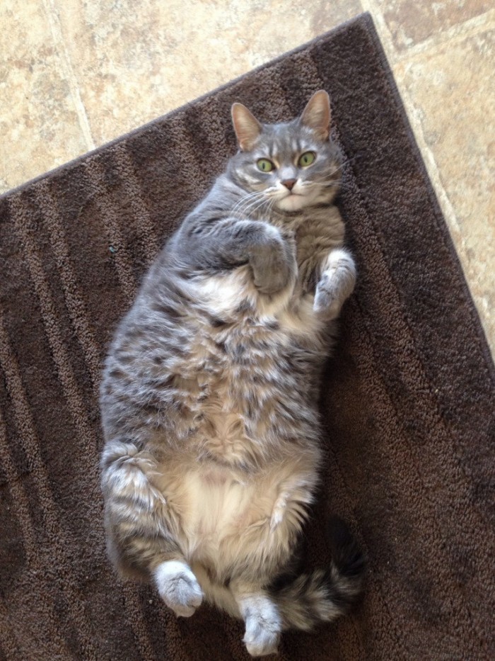 I Am NOT FAT !! – I’m FLUFFY !!! | Cute cats HQ - Pictures of cute cats ...