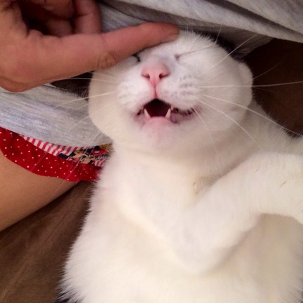 Such a little ham. | Cute cats HQ - Pictures of cute cats and kittens ...