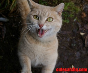 Cats Mane | Cute cats HQ - Pictures of cute cats and kittens Free ...