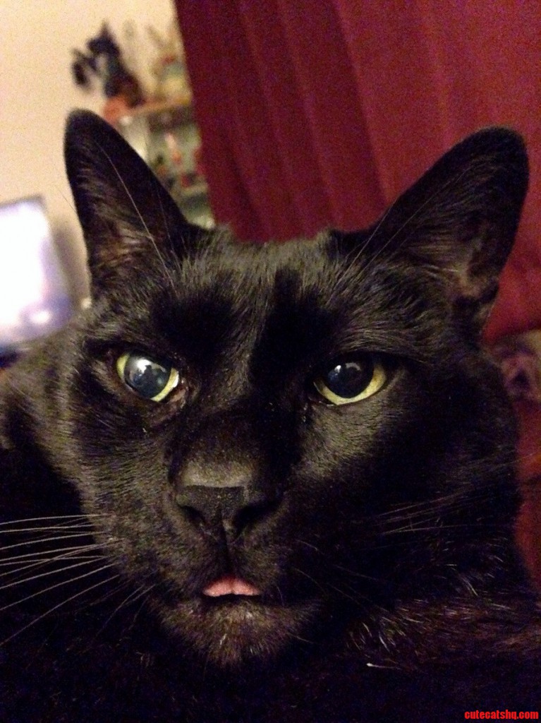 Self-confidence | Cute cats HQ - Pictures of cute cats and kittens Free ...