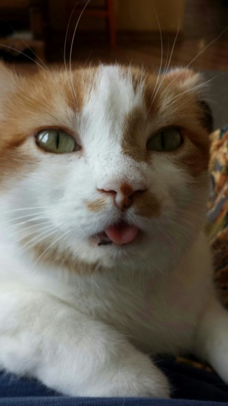 My best friend Wolly cat | Cute cats HQ - Pictures of cute cats and ...