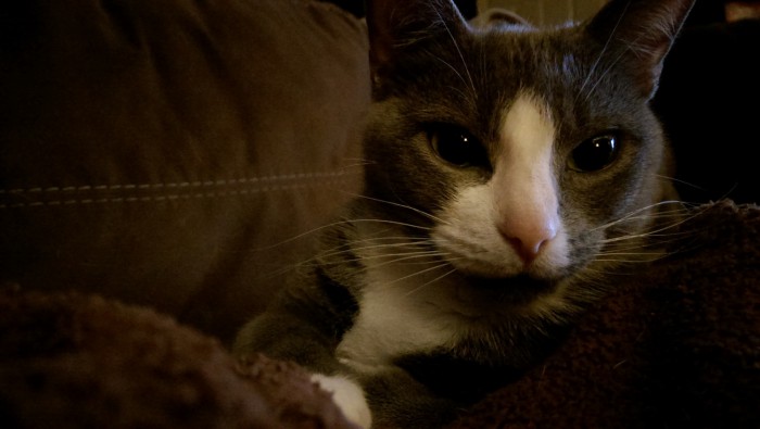 Ballin | Cute cats HQ - Pictures of cute cats and kittens Free pictures ...