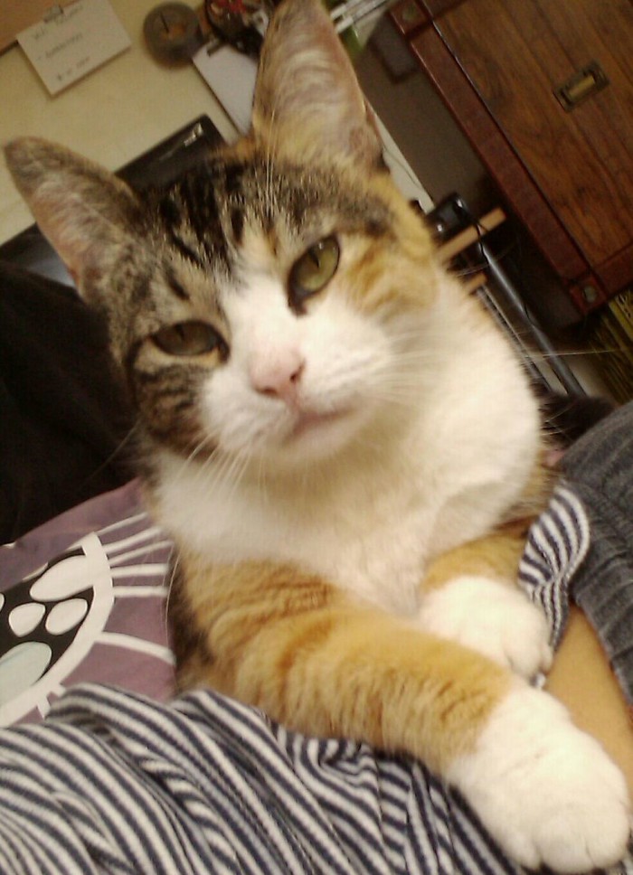 Meet my cat Kester | Cute cats HQ - Pictures of cute cats and kittens ...