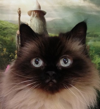 So stoop cat minkus left his stoop this evening and is currently ...