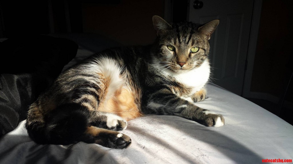 My Cat Willow | Cute cats HQ - Pictures of cute cats and kittens Free ...