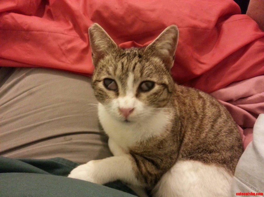 Meow | Cute cats HQ - Pictures of cute cats and kittens Free pictures ...