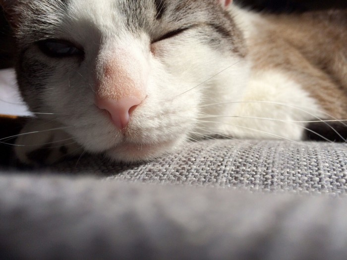 My Friends Cat. Dont Think She Trusts Me Very Much. | Cute cats HQ ...