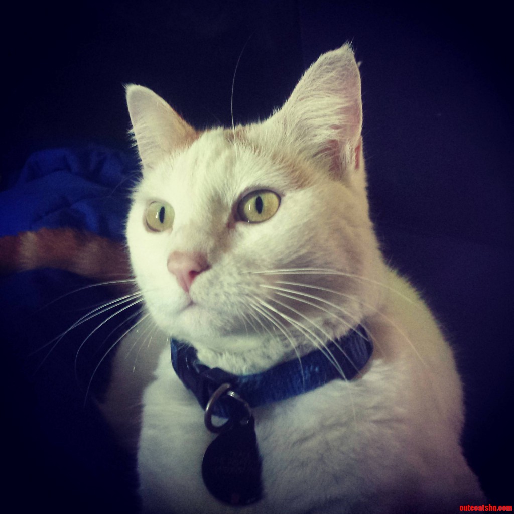 Yes, you can pat me | Cute cats HQ - Pictures of cute cats and kittens ...