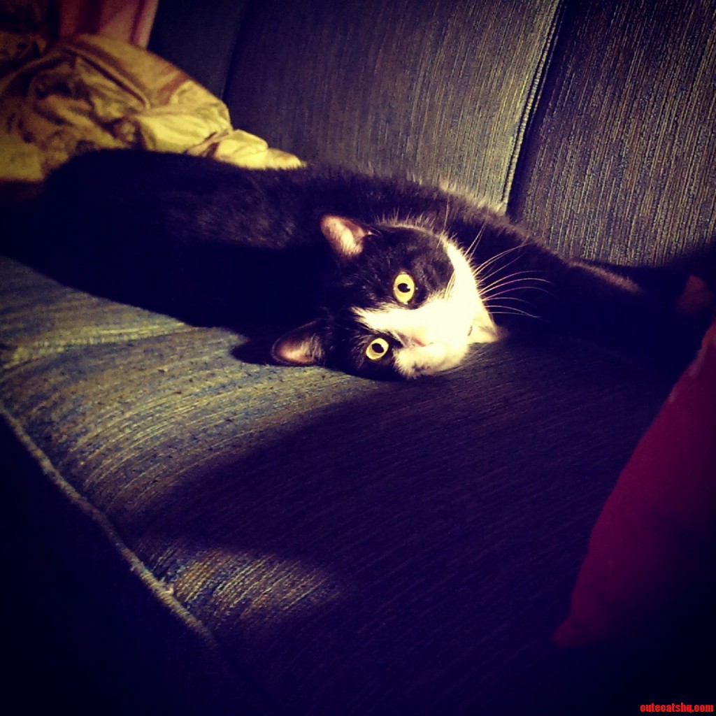 Derpy Kitty | Cute cats HQ - Pictures of cute cats and kittens Free ...