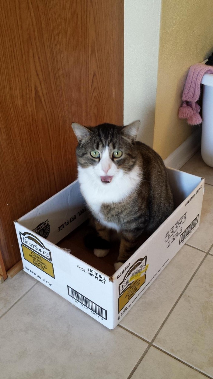 I love his smooshed face | Cute cats HQ - Pictures of cute cats and ...