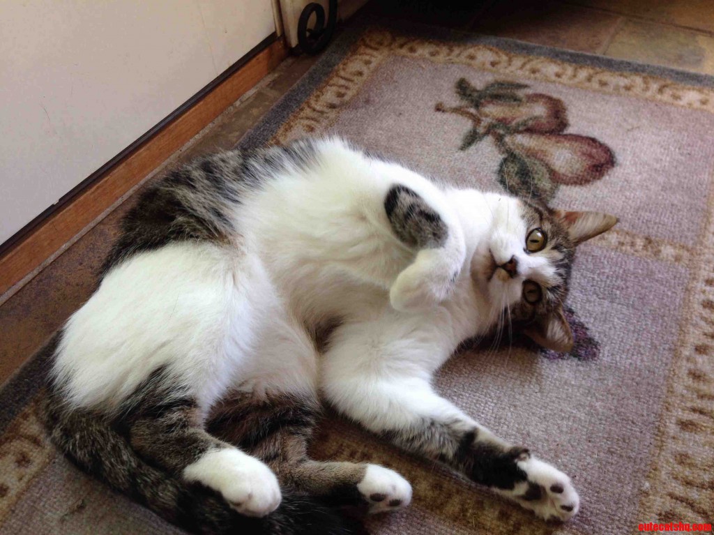 Hes perfect | Cute cats HQ - Pictures of cute cats and kittens Free ...