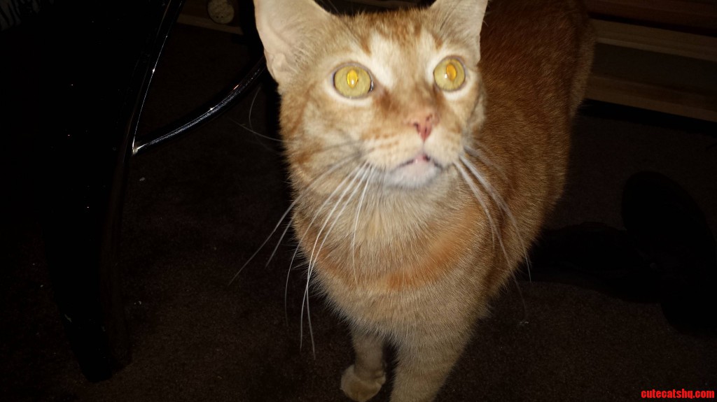 Play Hard Nap Hard | Cute cats HQ - Pictures of cute cats and kittens ...