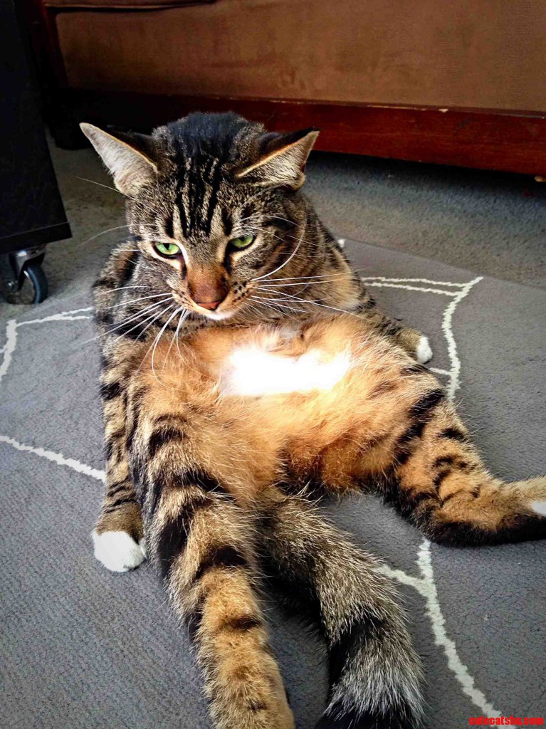 Stalin Cat | Cute cats HQ - Pictures of cute cats and kittens Free ...