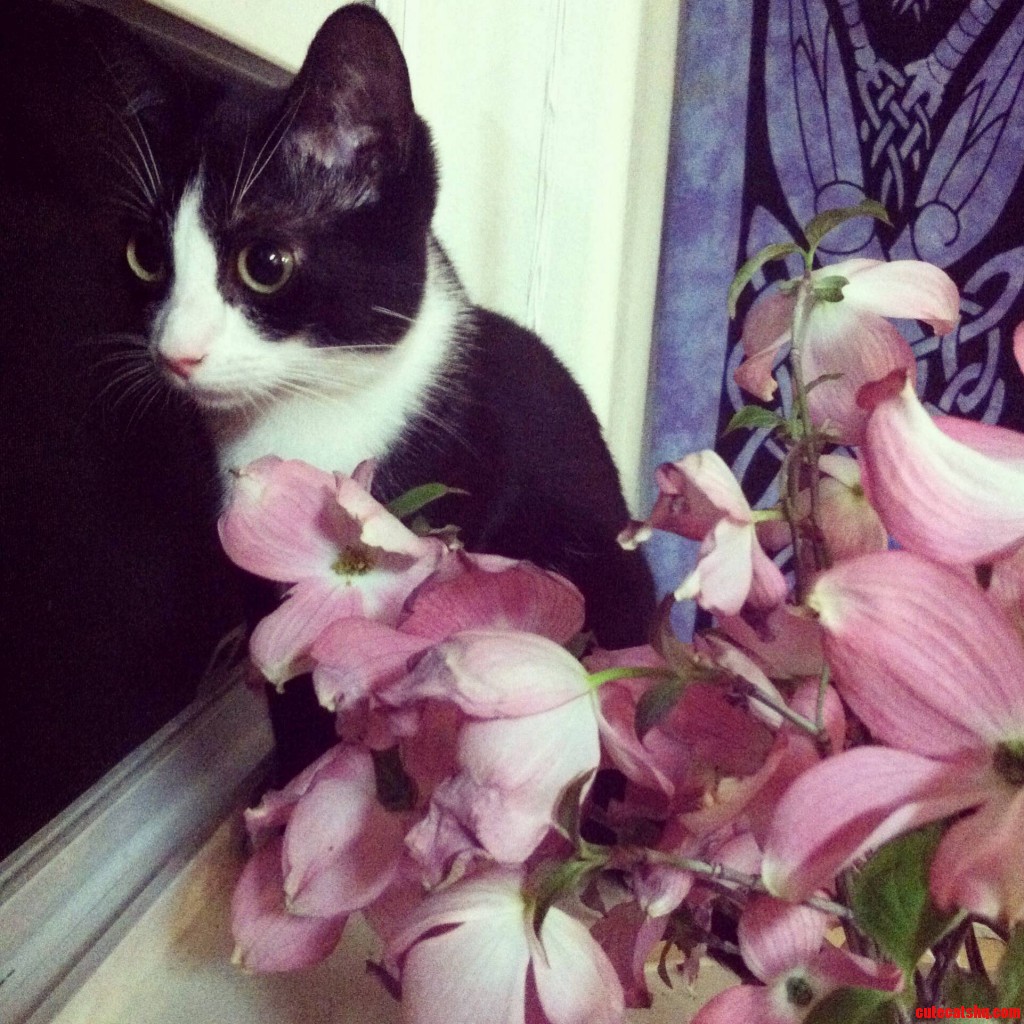 Caught Off Guard | Cute cats HQ - Pictures of cute cats and kittens ...