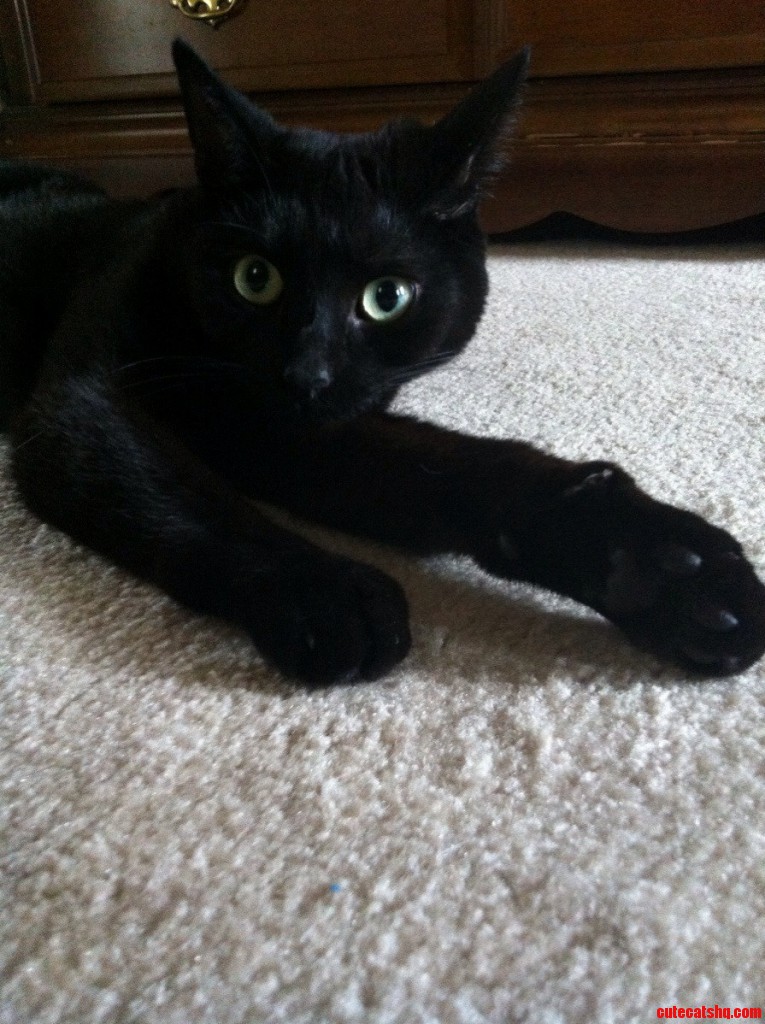 Smushed kitty cat | Cute cats HQ - Pictures of cute cats and kittens ...