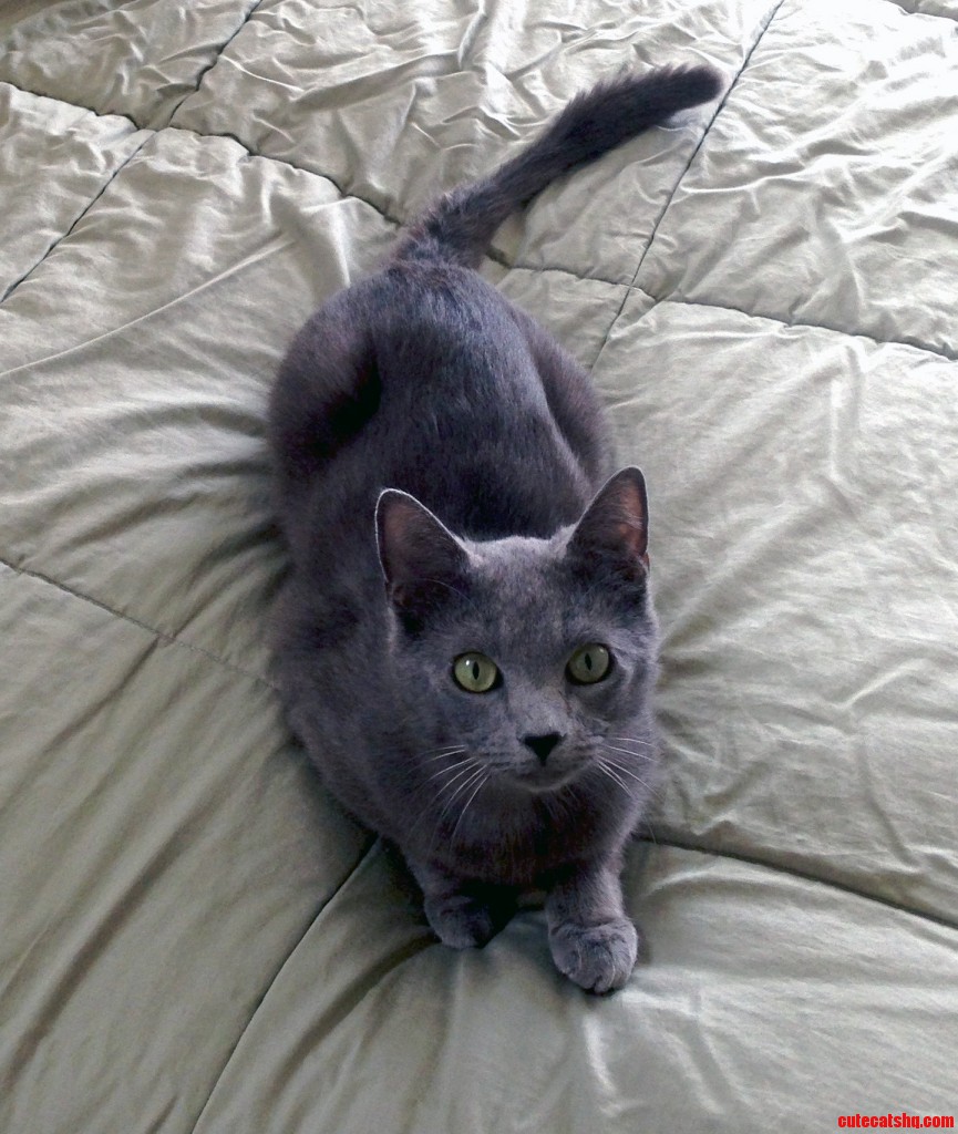 Busted | Cute cats HQ - Pictures of cute cats and kittens Free pictures ...