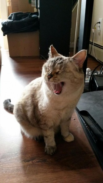 grumpy cat s mom | Cute cats HQ - Pictures of cute cats and kittens ...