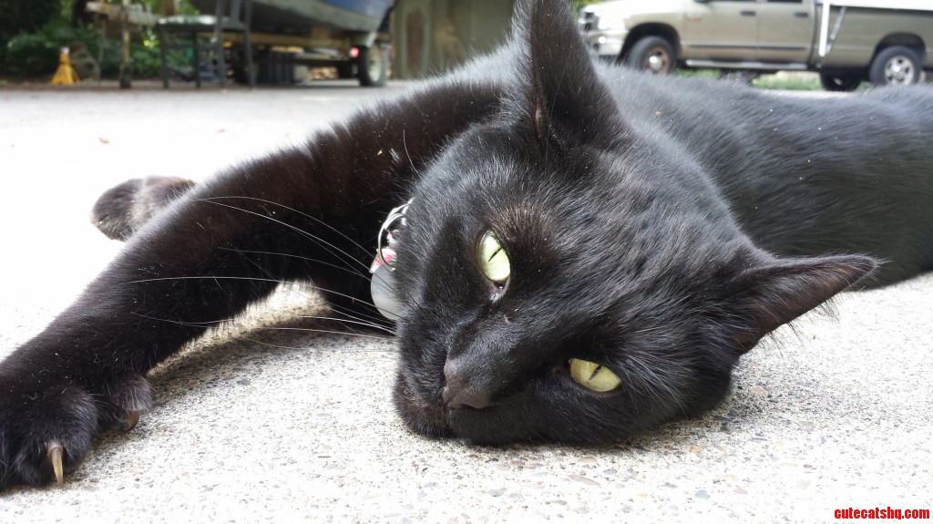 Hes A Cuddler | Cute cats HQ - Pictures of cute cats and kittens Free ...