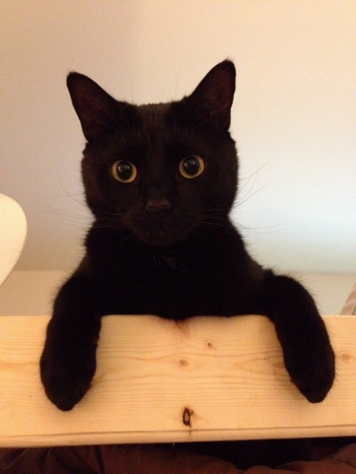 Binx Weasley | Cute cats HQ - Pictures of cute cats and kittens Free ...