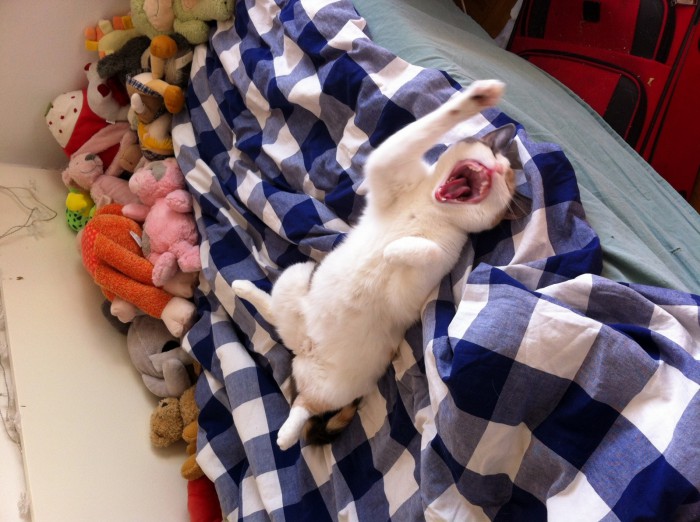 Tired cat | Cute cats HQ - Pictures of cute cats and kittens Free ...