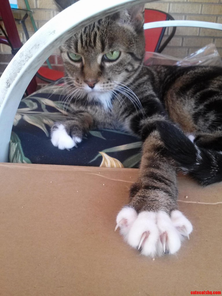 Sesame Cat | Cute cats HQ - Pictures of cute cats and kittens Free ...