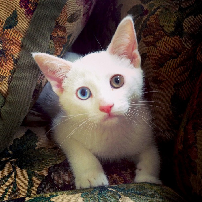 I took this standing | Cute cats HQ - Pictures of cute cats and kittens ...