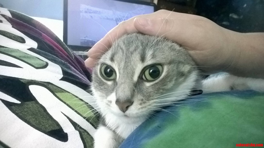 Tufty Kitty – Maeve | Cute cats HQ - Pictures of cute cats and kittens ...