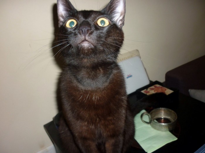 Muppet cat | Cute cats HQ - Pictures of cute cats and kittens Free ...