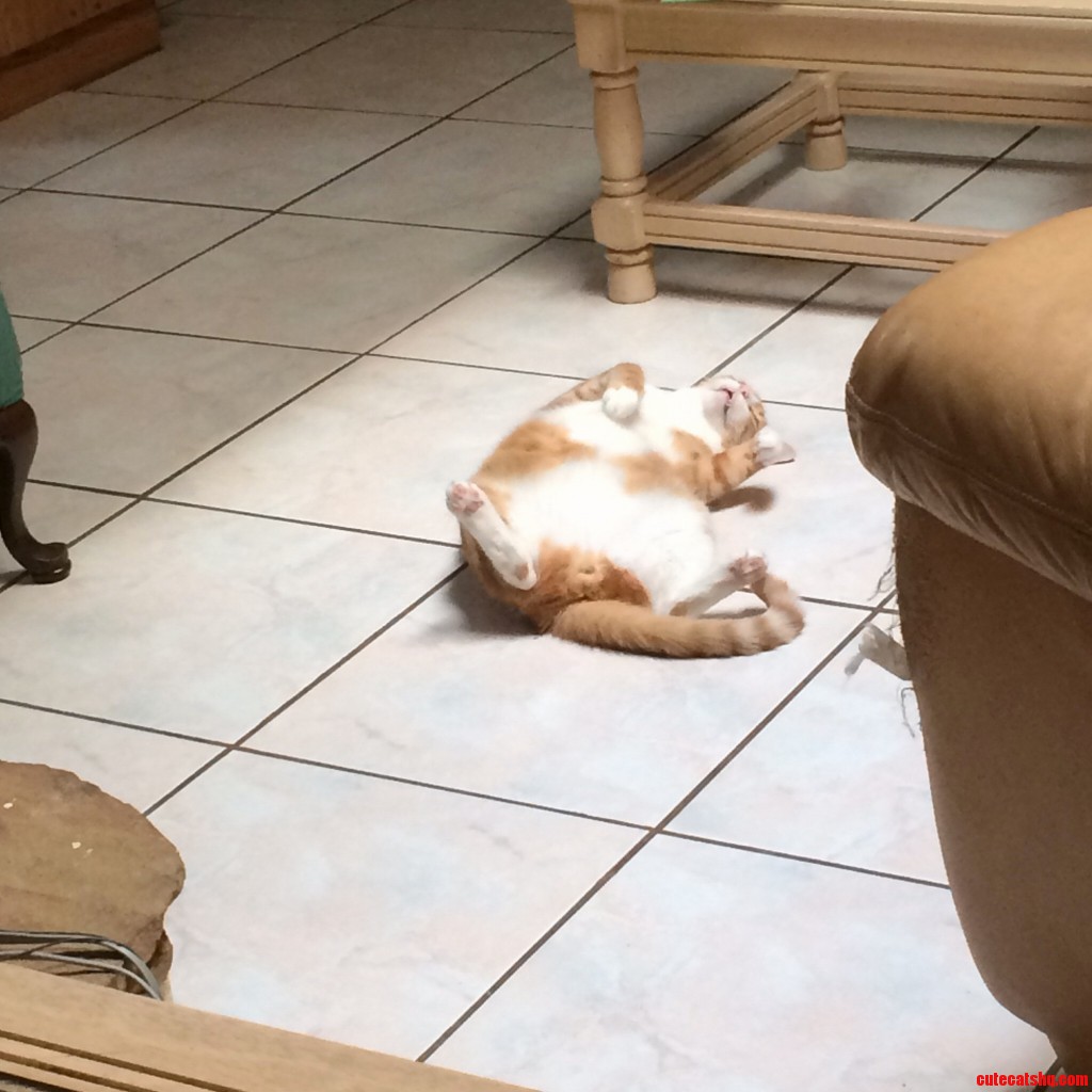 So…Tired… | Cute cats HQ - Pictures of cute cats and kittens Free ...