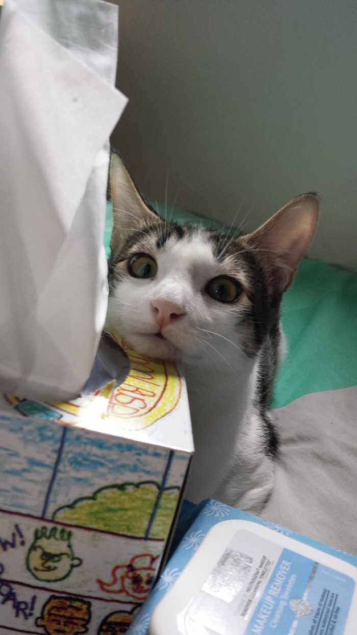 Bjorn the biggest goob | Cute cats HQ - Pictures of cute cats and ...