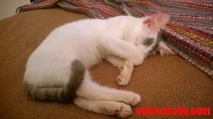 Lounging On A Beautiful Day | Cute cats HQ Free pictures of funny cats ...