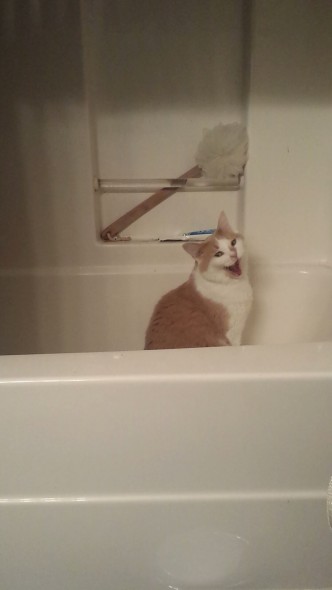 Stepped Over This Guy On The Porch After I Finished Chasing A Rabbit ...