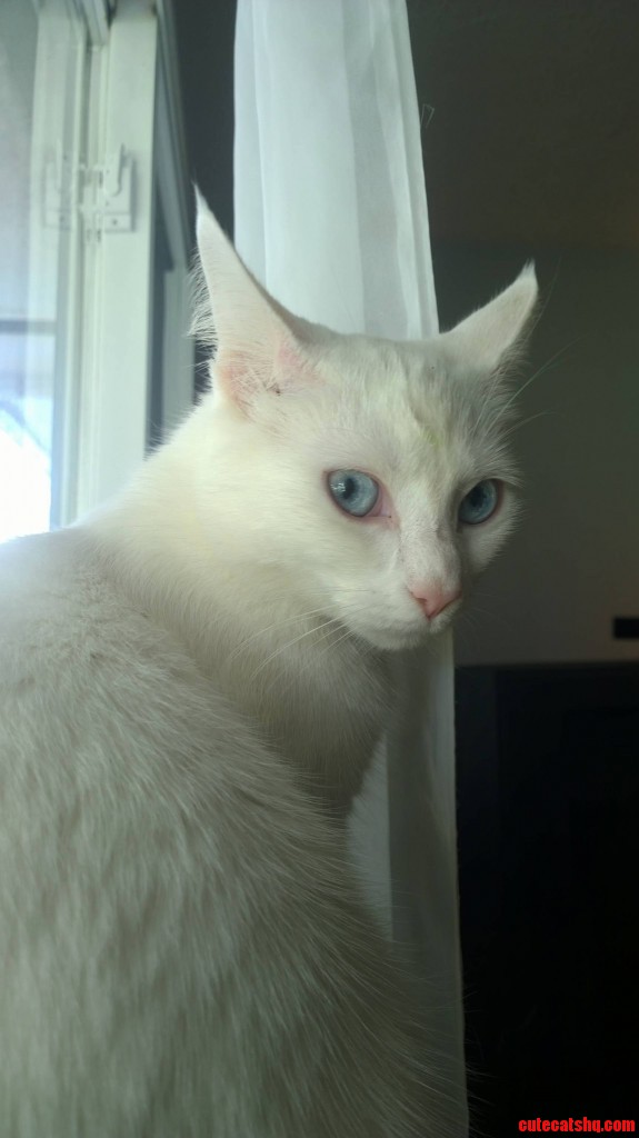 Sheik And Zelda | Cute cats HQ - Pictures of cute cats and kittens Free ...