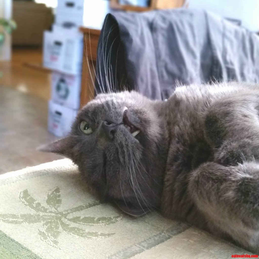 Chippy in all his glory | Cute cats HQ - Pictures of cute cats and ...