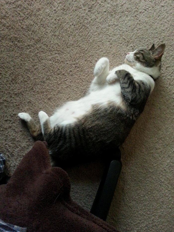 Also not my cat | Cute cats HQ - Pictures of cute cats and kittens Free ...