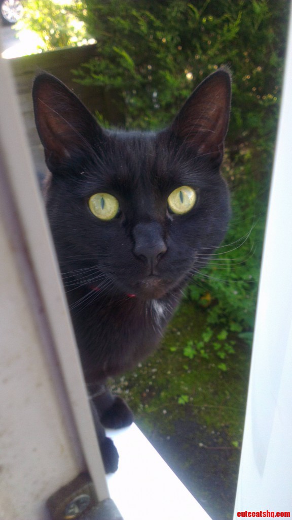 I Got Up For Just A Moment | Cute cats HQ - Pictures of cute cats and ...