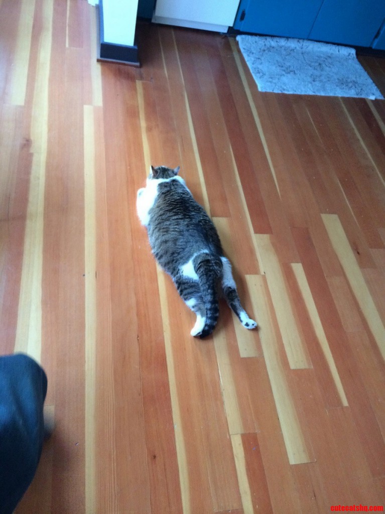 Beautiful Siamese | Cute cats HQ - Pictures of cute cats and kittens ...