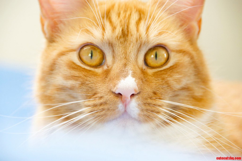 Dat Face. 83 | Cute cats HQ - Pictures of cute cats and kittens Free ...