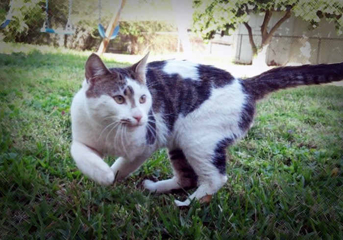 Earl is slumped | Cute cats HQ - Pictures of cute cats and kittens Free ...