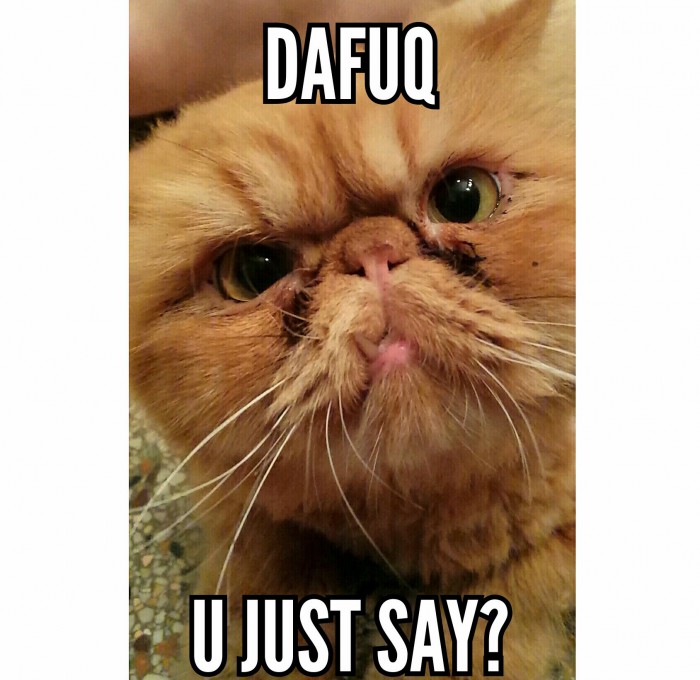 Enjoy This Majestic Beast | Cute cats HQ - Pictures of cute cats and kittens Free pictures of ...